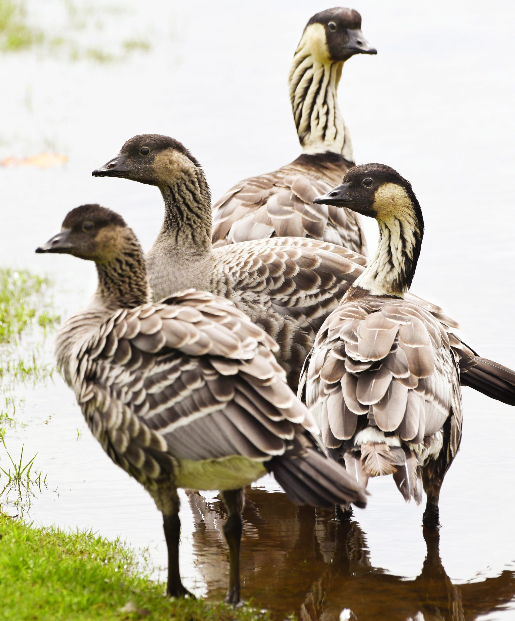 Haleakala Ranch seeks to have nene | News, Sports, Jobs - Maui News